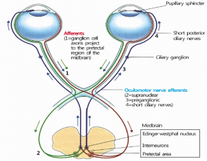 PUPILLARY REFLEXES AND THEIR ABNORMALITIES - Optography