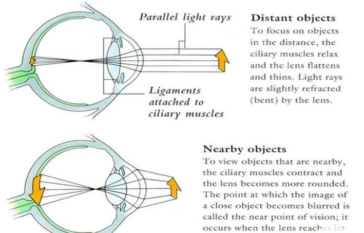 INSUFFICIENCY OF ACCOMMODATION - Optography