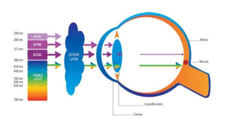 POTENTIAL ACUITY METER - Optography