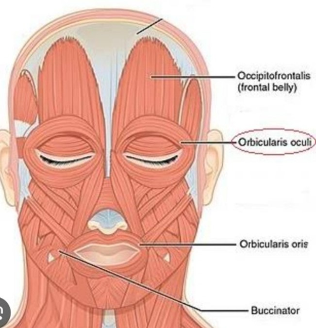 Different Muscles in Eyelid - Optography
