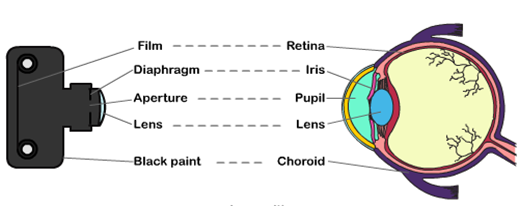 Eye as an Optical Instrument - Optography